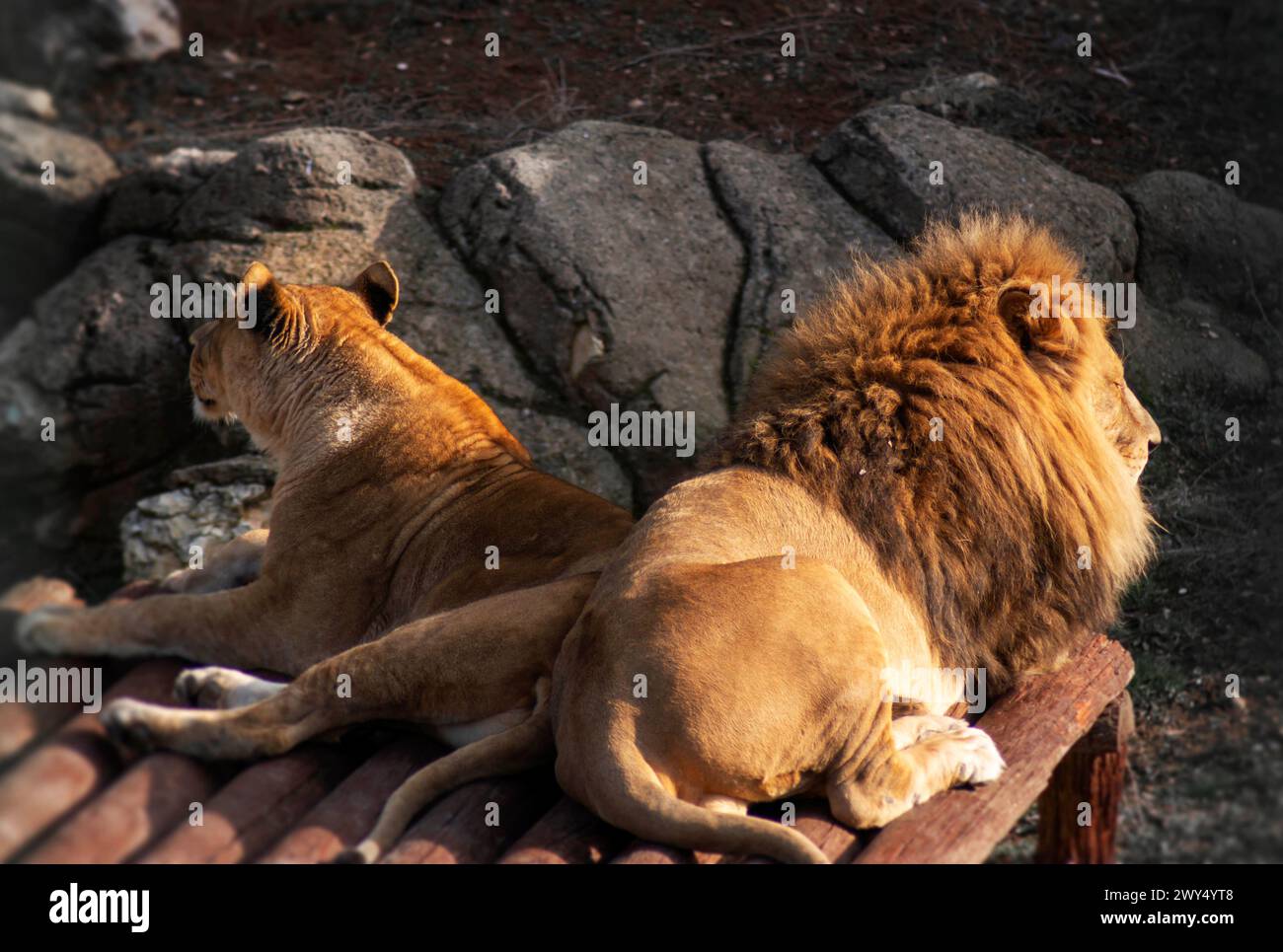 Two regal lions hi-res stock photography and images - Alamy