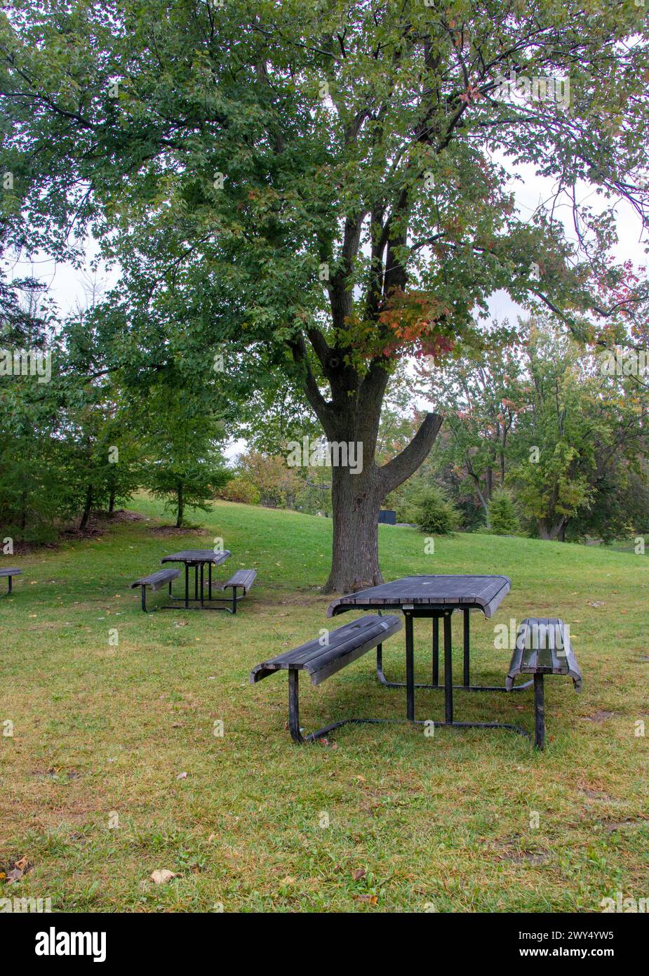 An empty picnic table sits under a tree in a park Stock Photo - Alamy