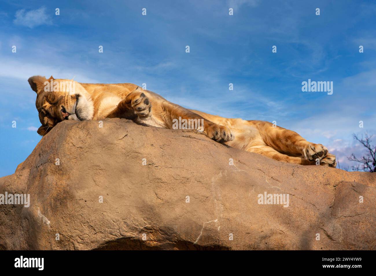 Lion king rock hi-res stock photography and images - Alamy