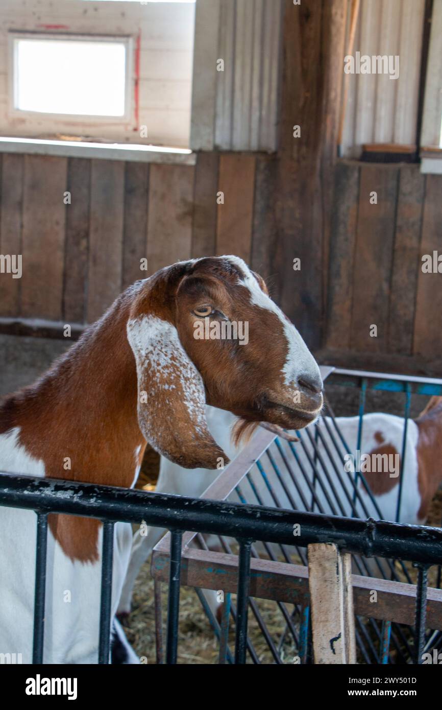 A goat behind a metal fence with hay Stock Photo - Alamy