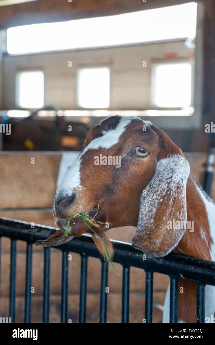 A curious goat with a twig on its nose peeking over a fence Stock Photo ...