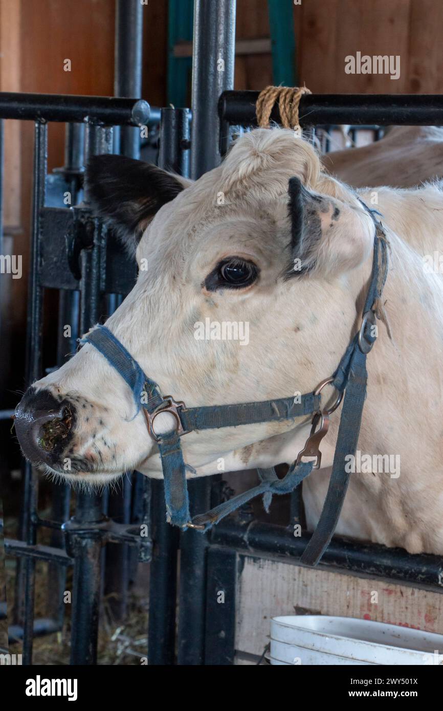 A cow standing inside a stable Stock Photo - Alamy