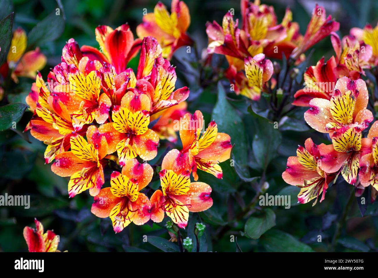 Yellow, orange and red alstroemeria flowers or Peruvian lilies in the ...