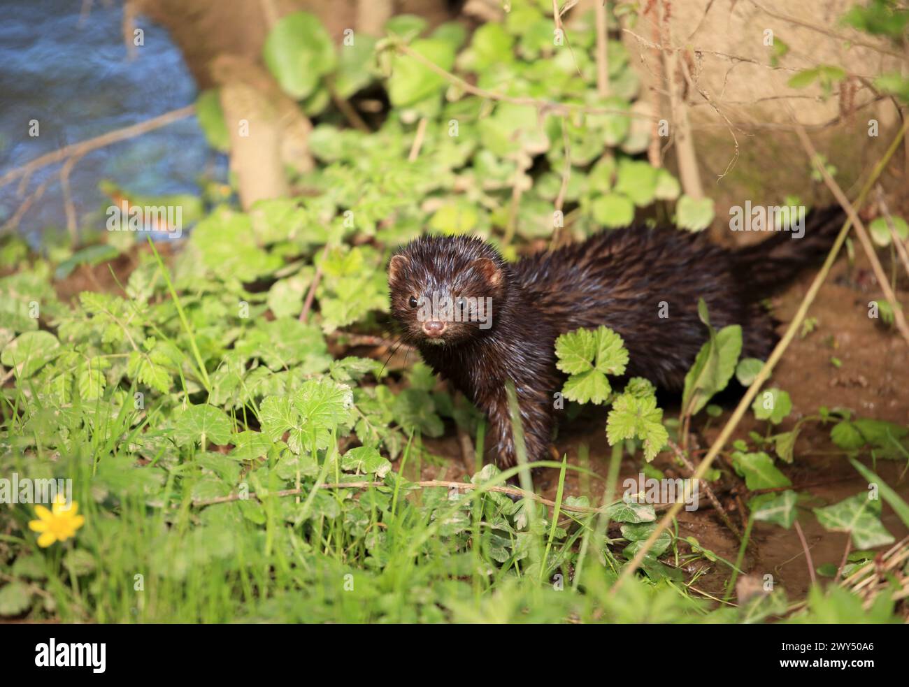 Native american fur trade hi-res stock photography and images - Alamy