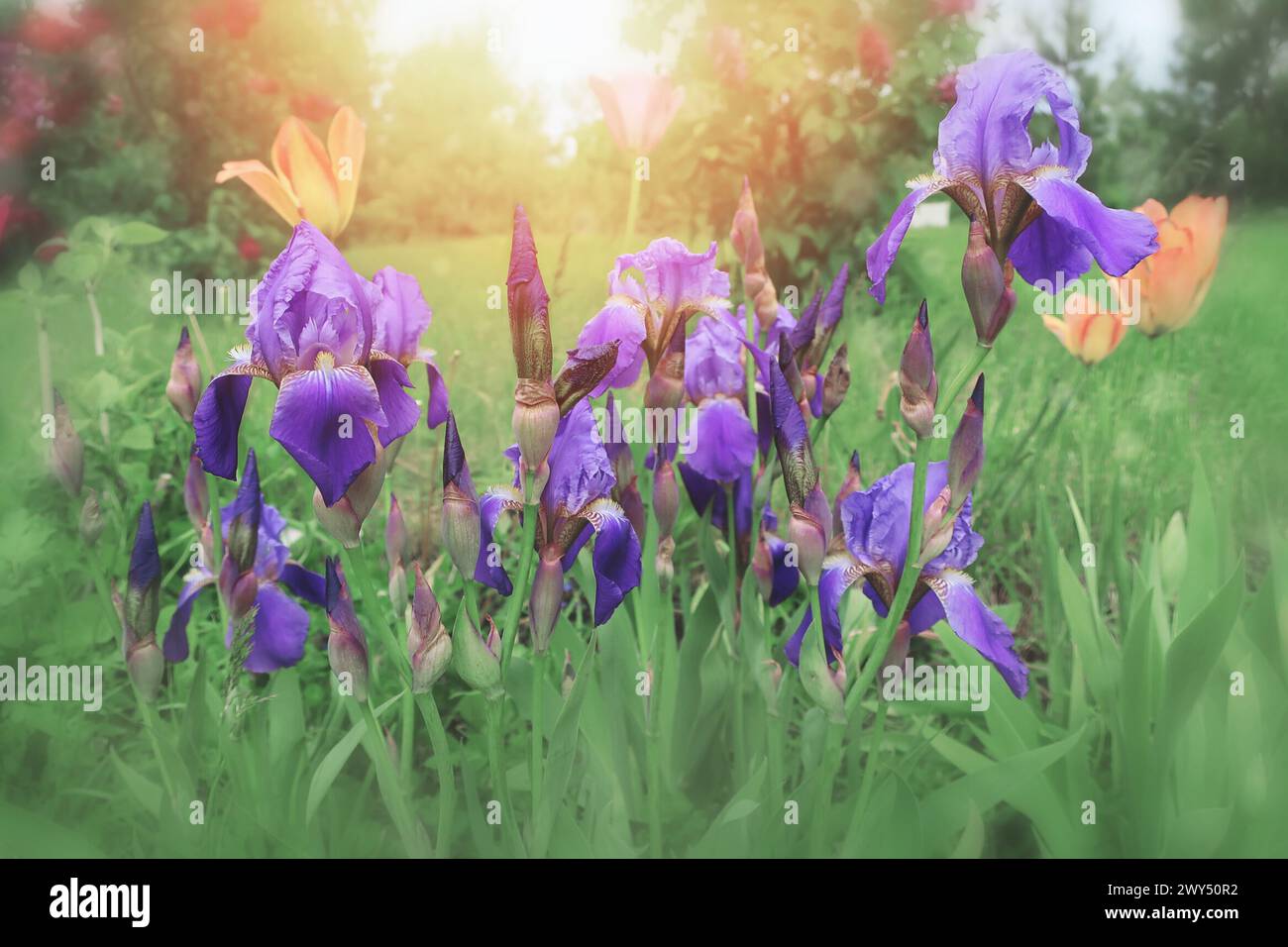 Violet and blue blooming iris flowers closeup on green garden ...