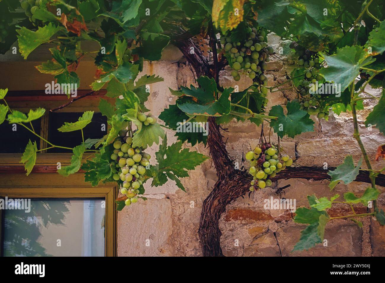 Old wall with vines. Grapevine with clusters of grapes winding across ...