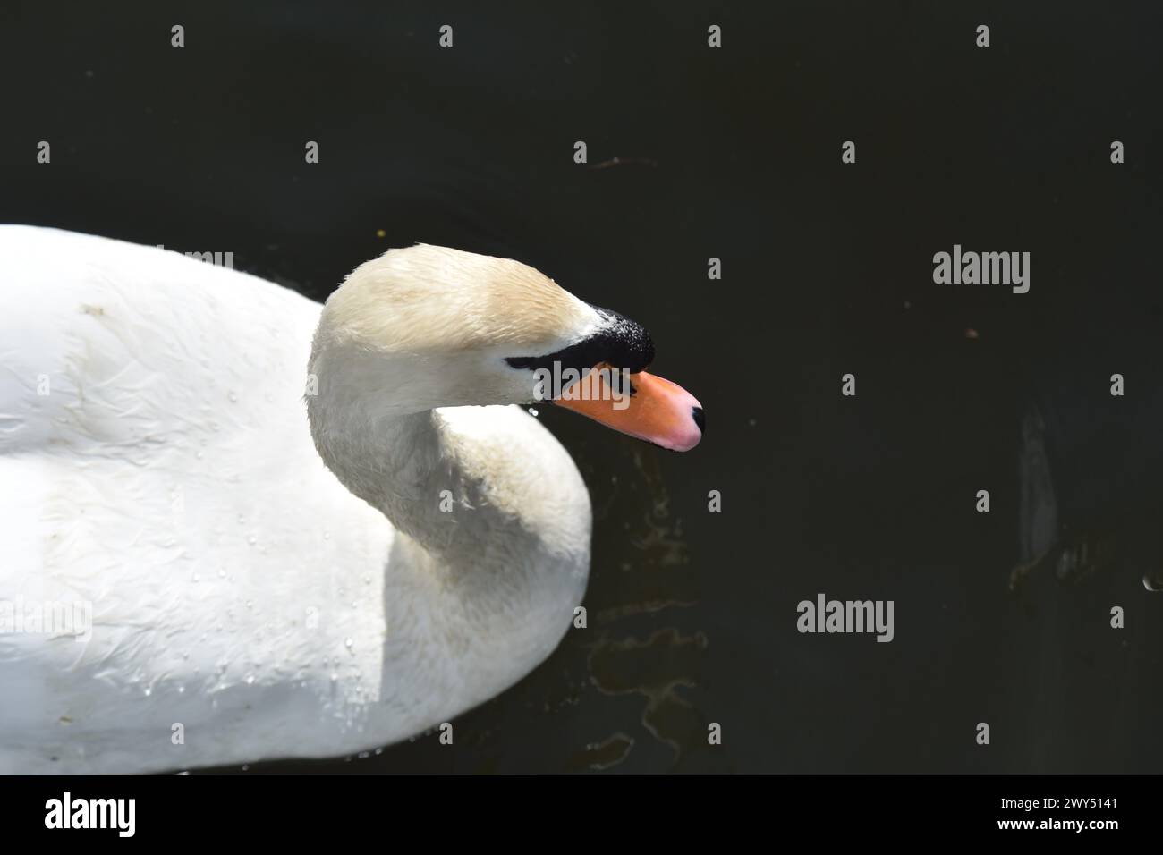 Swan head close up Stock Photo - Alamy