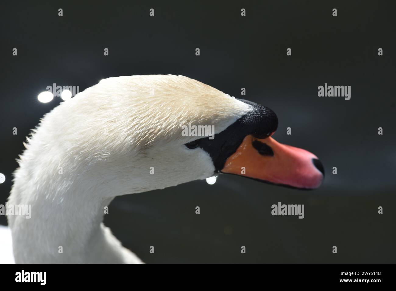 Swan head close up Stock Photo - Alamy