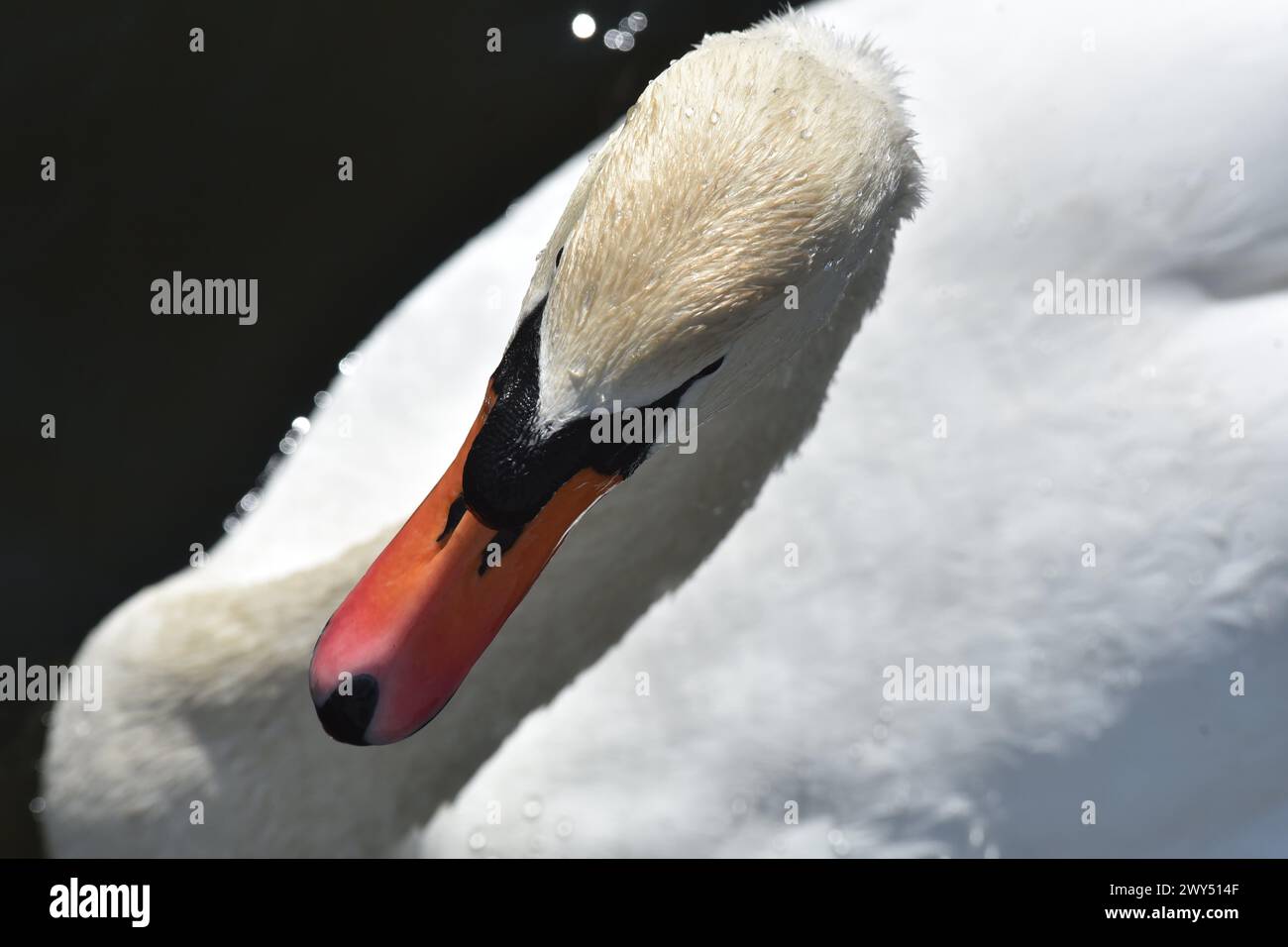 Swan head close up Stock Photo - Alamy