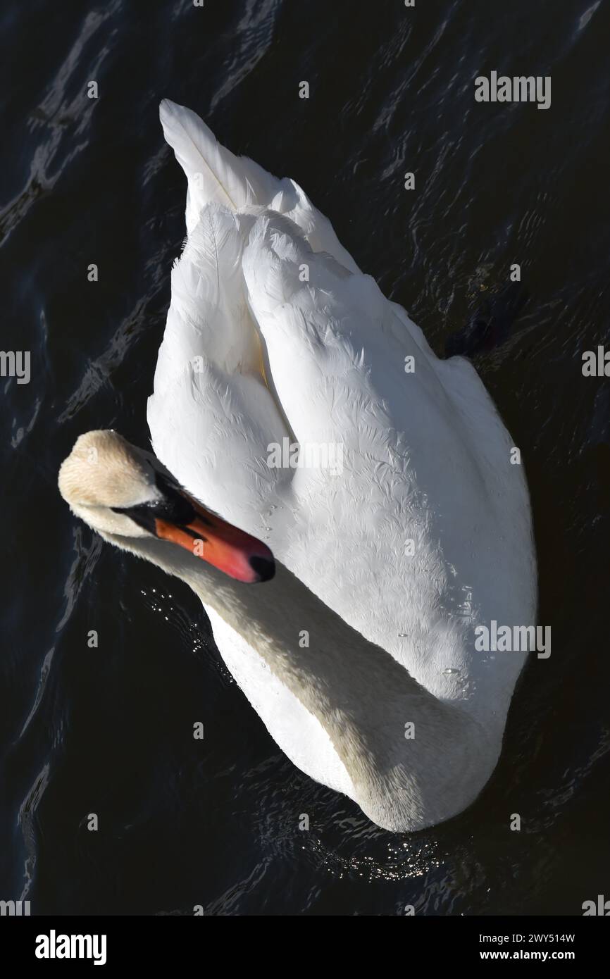 Swan head close up Stock Photo - Alamy