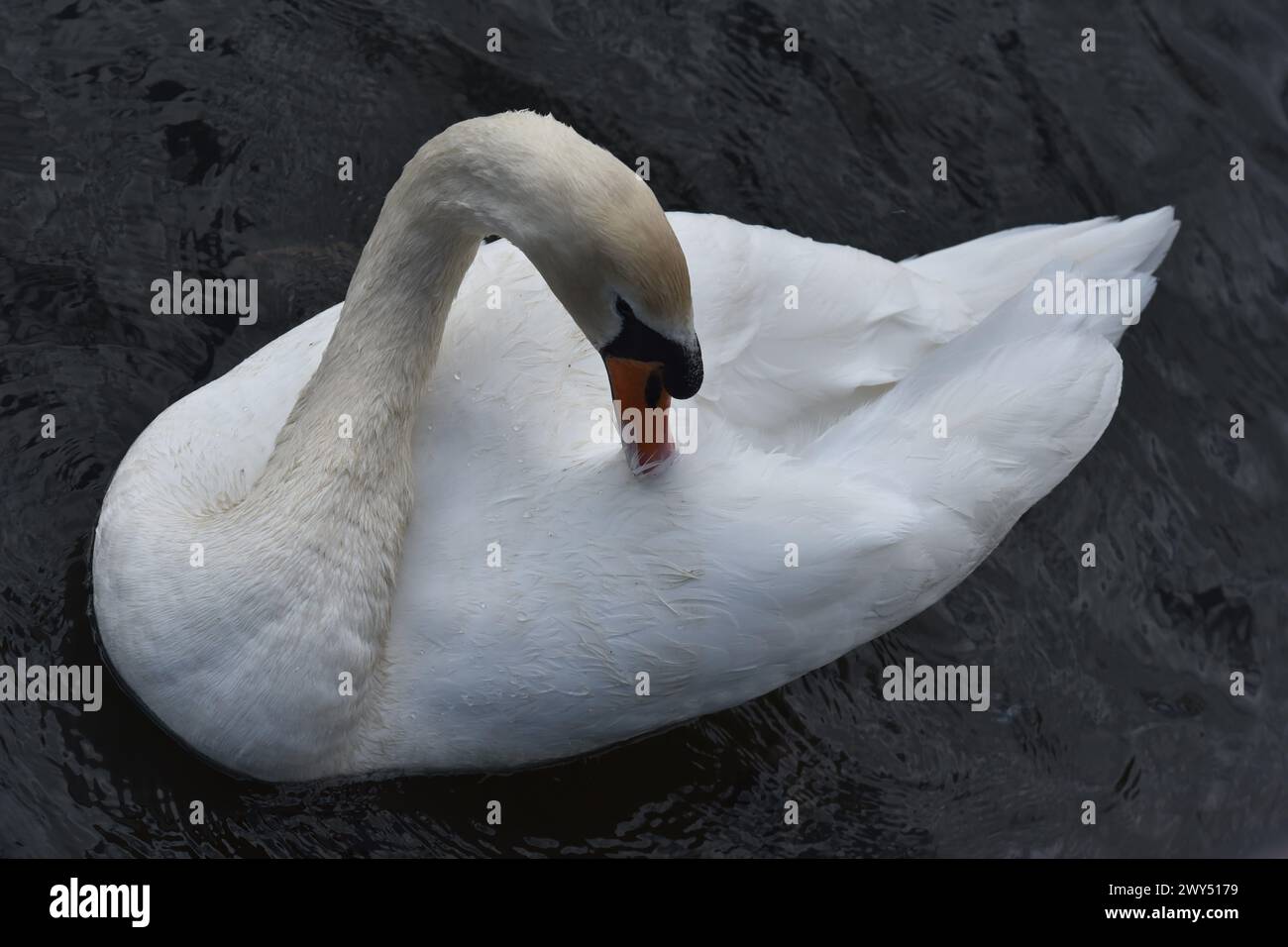 Swan head close up Stock Photo - Alamy