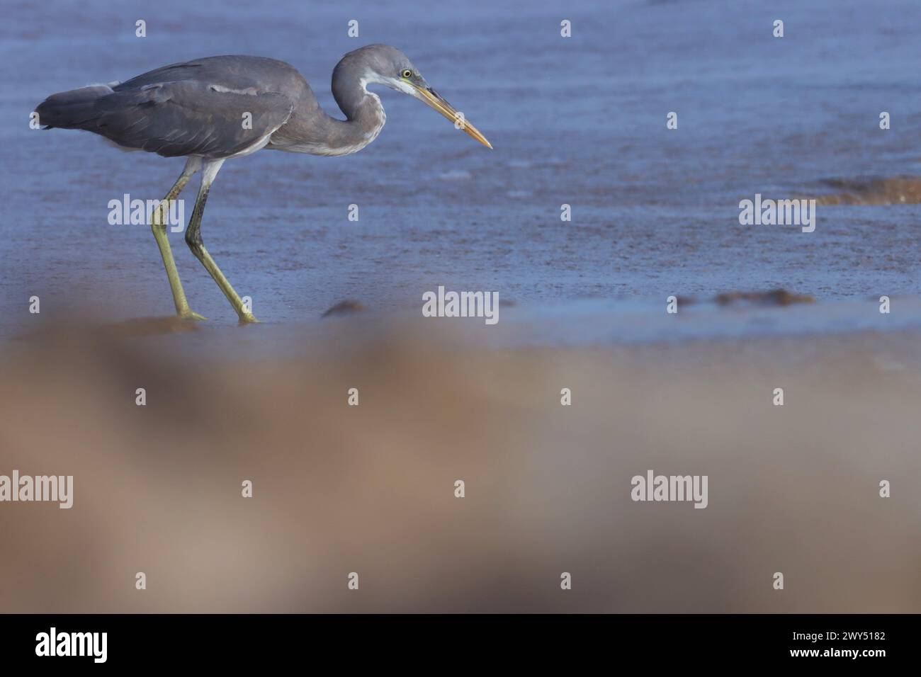 Bird foraging on the beach, Western reef egret at sea Stock Photo - Alamy