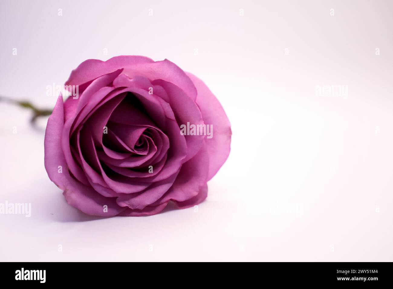 Purple rose displayed inverted on white backdrop Stock Photo - Alamy