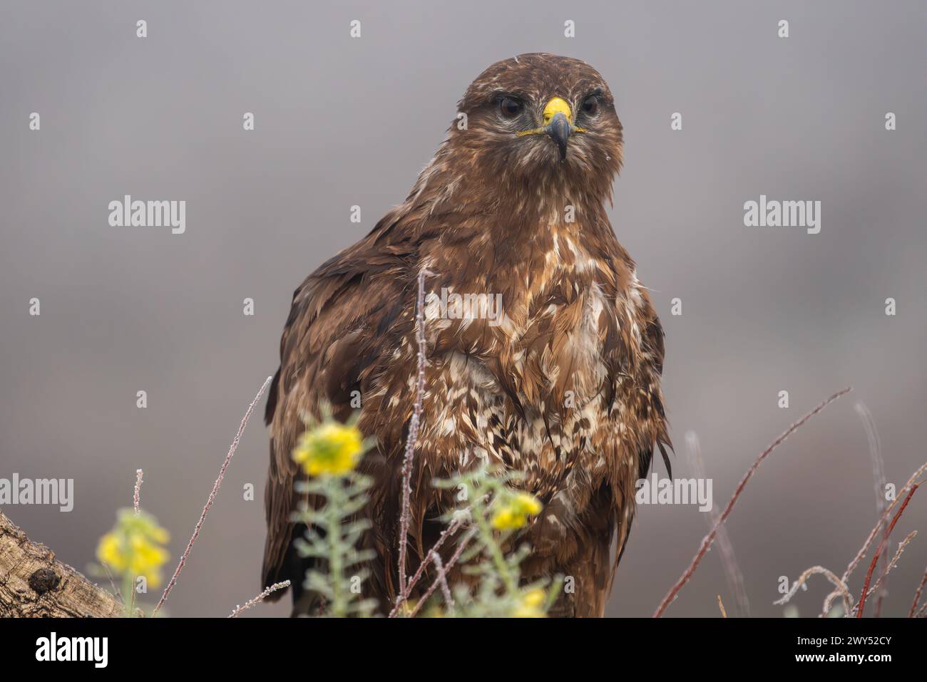 Buzzard feather hi-res stock photography and images - Alamy