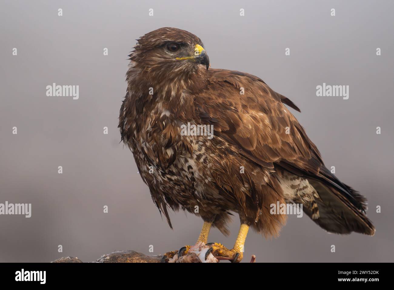Buzzard feather hi-res stock photography and images - Alamy