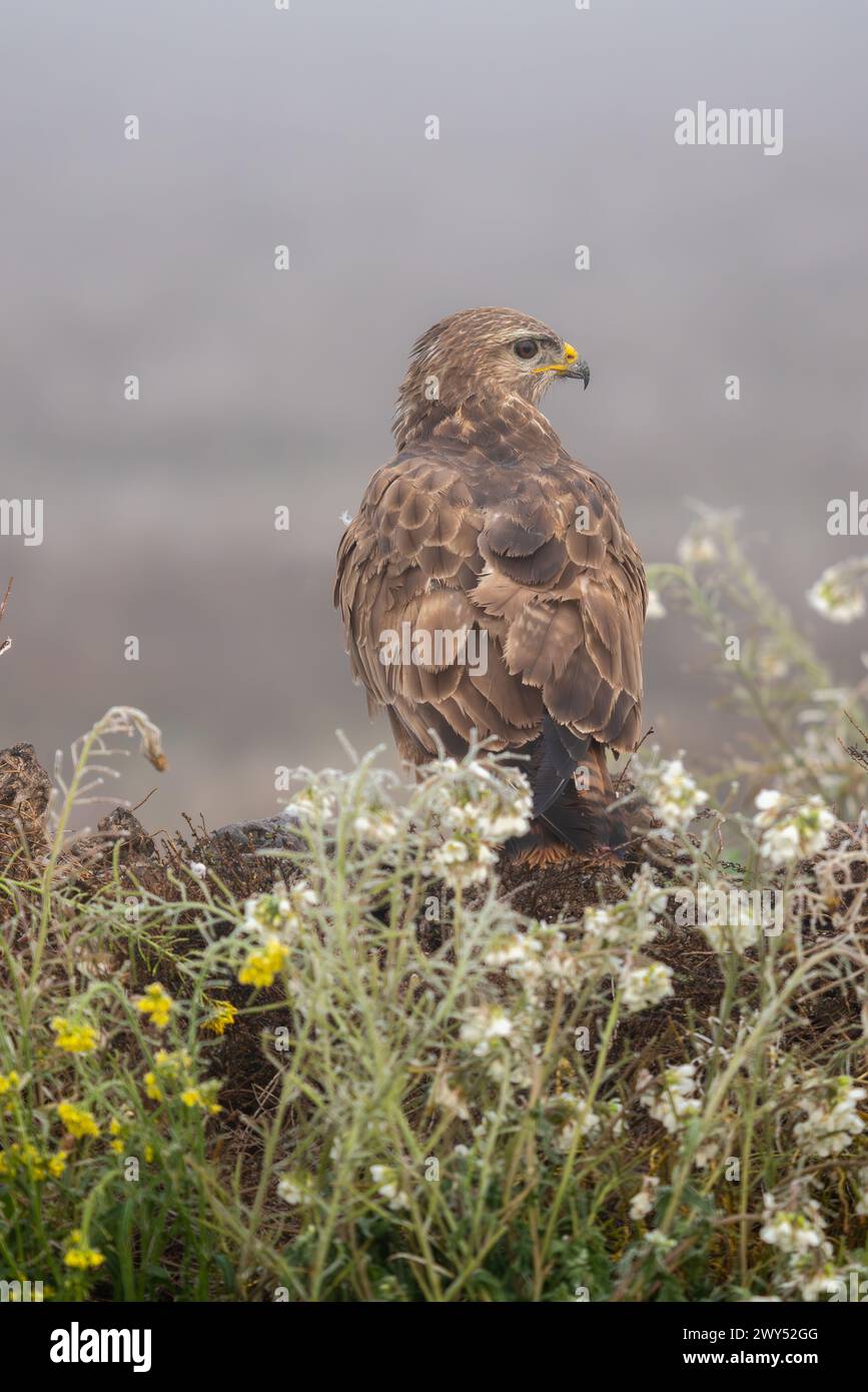 Buzzard feather hi-res stock photography and images - Alamy