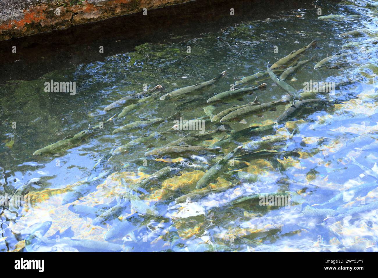 Trout breeding in Albania in Europe Stock Photo - Alamy