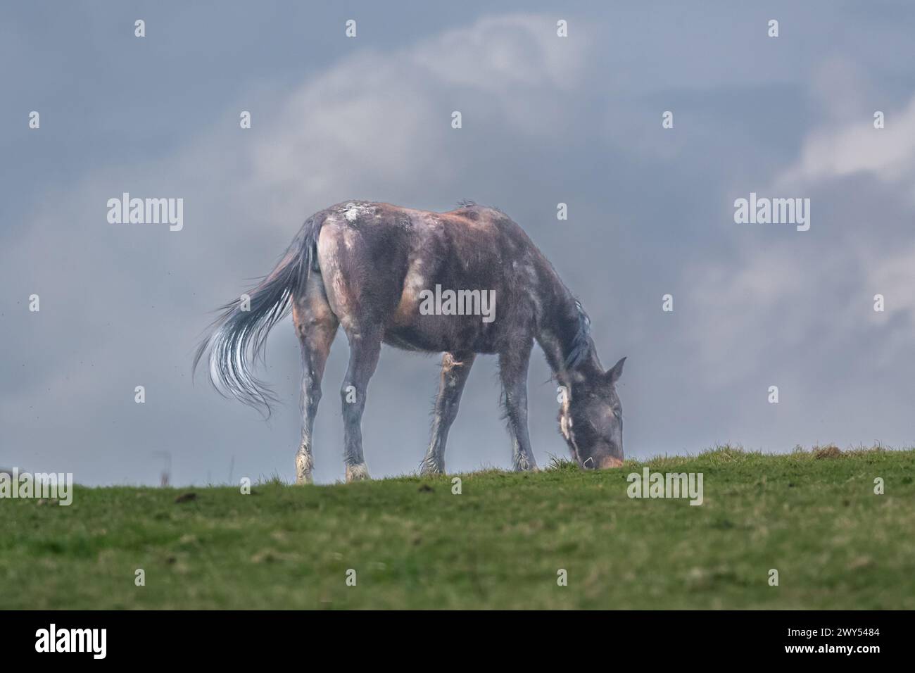 A mottled pony grazing on grass. Her eyes are closed and her tail is ...