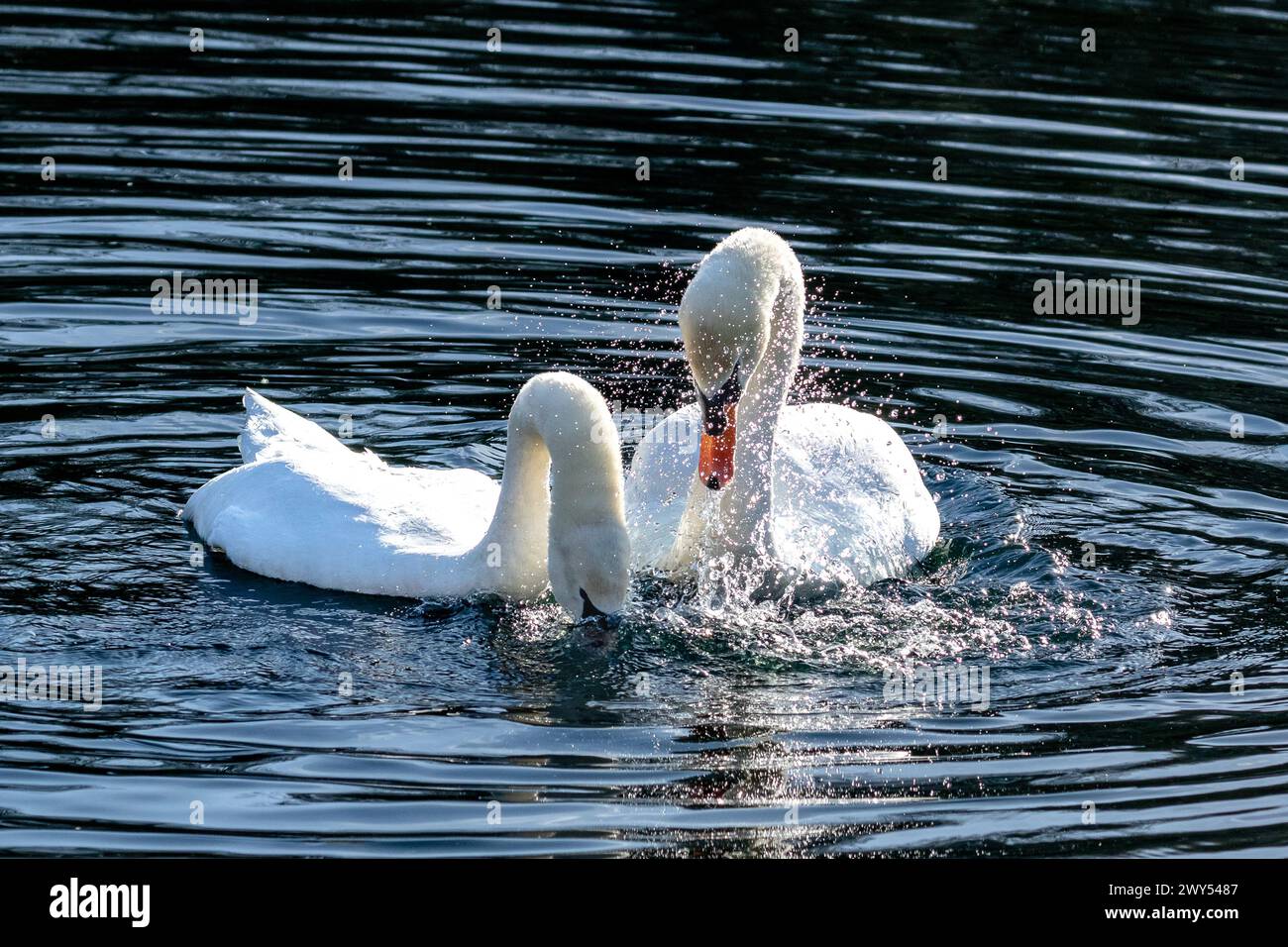 Two swan heads hi-res stock photography and images - Alamy