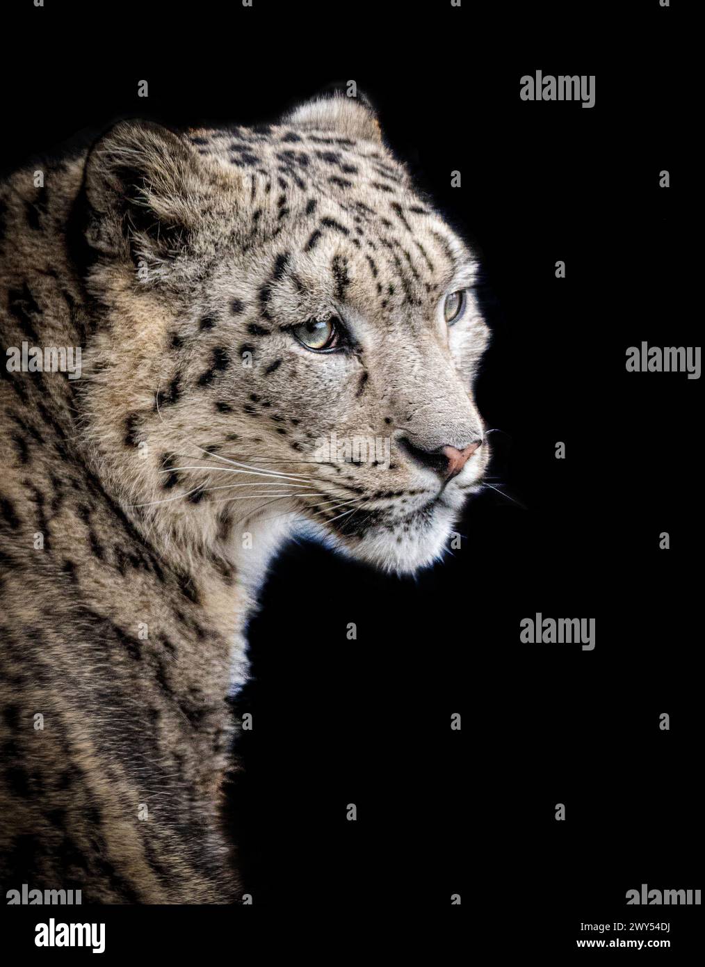 A snow leopard checks out its new home CHESTER ZOO, ENGLAND AMAZING ...