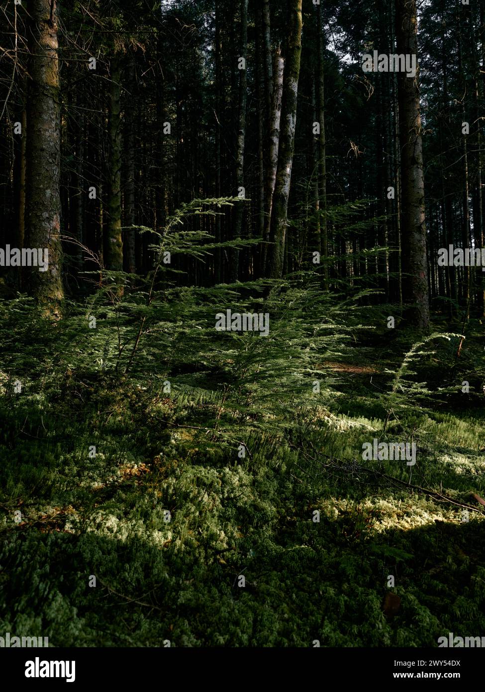 The woodland flora of the Glencoe Lochan forest in the Scottish ...