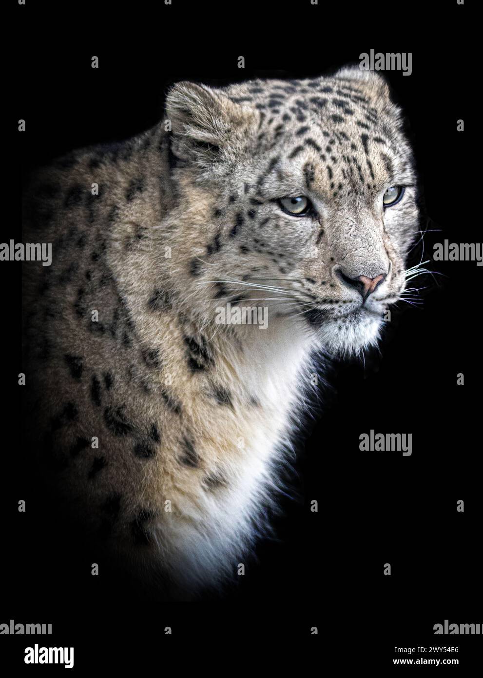 This is the first snow leopard ion Chester zoo CHESTER ZOO, ENGLAND ...