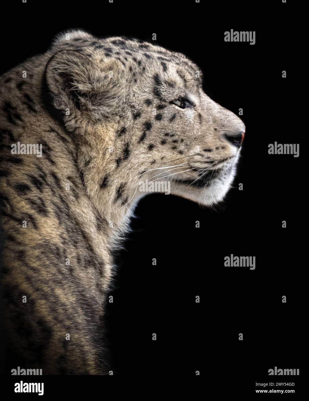 An 18 month old male snow leopard in the UK CHESTER ZOO, ENGLAND ...