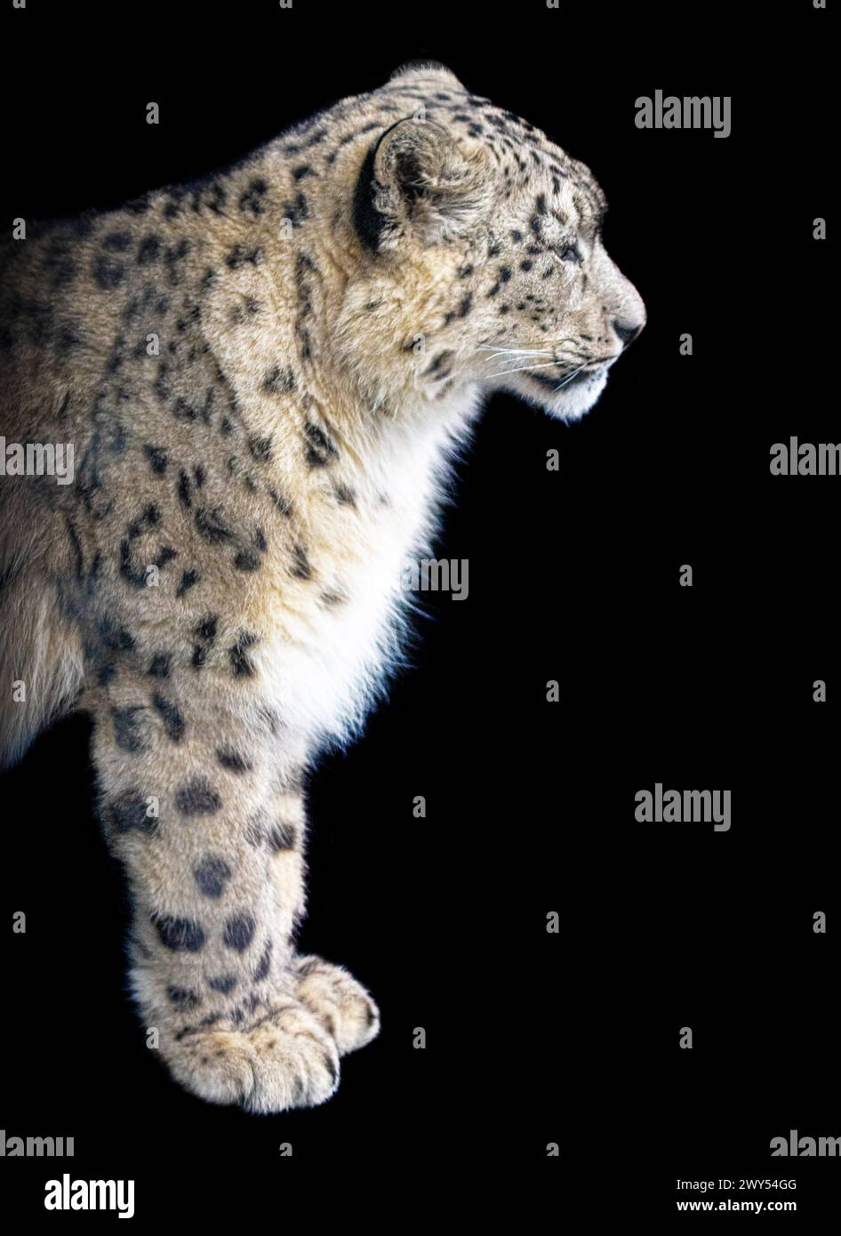 The male snow leopard is very fluffy CHESTER ZOO, ENGLAND AMAZING ...