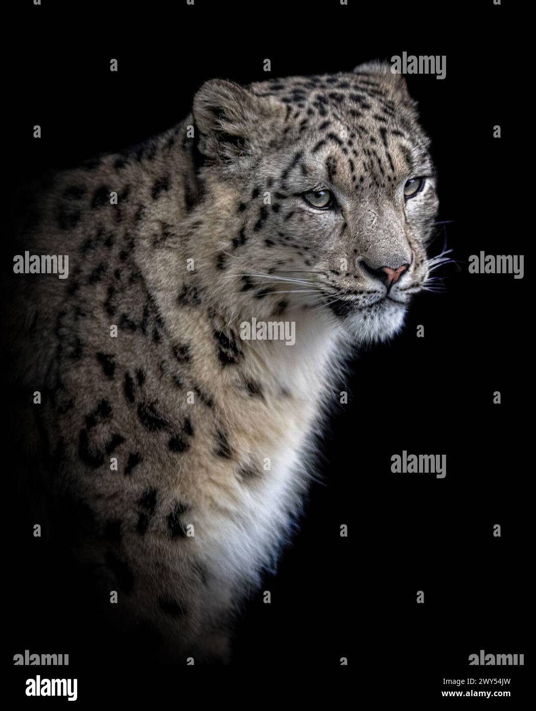 The face of a male snow leopard CHESTER ZOO, ENGLAND AMAZING images ...