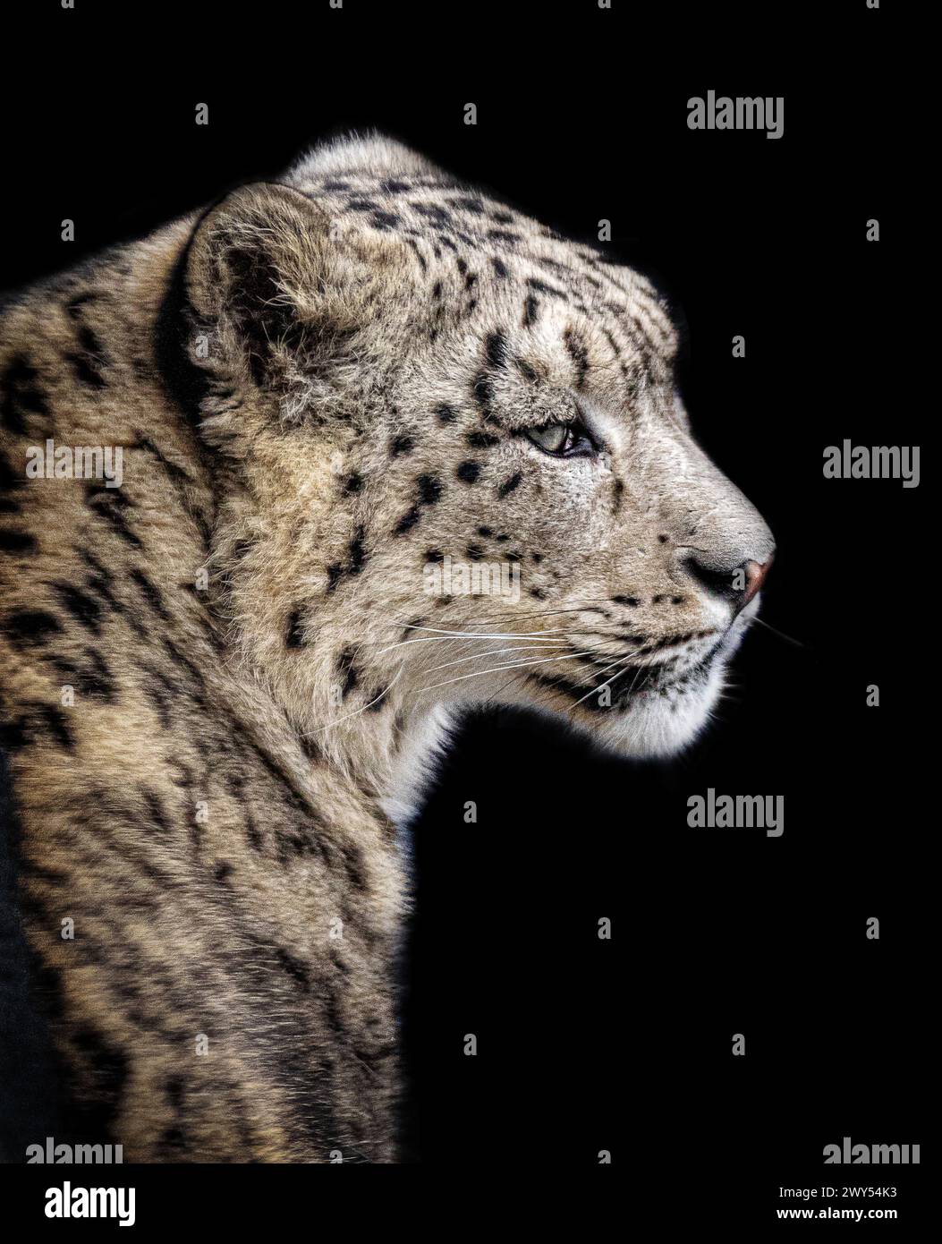 The new addition to Chester Zoo will hopefully do wonders fro the ...