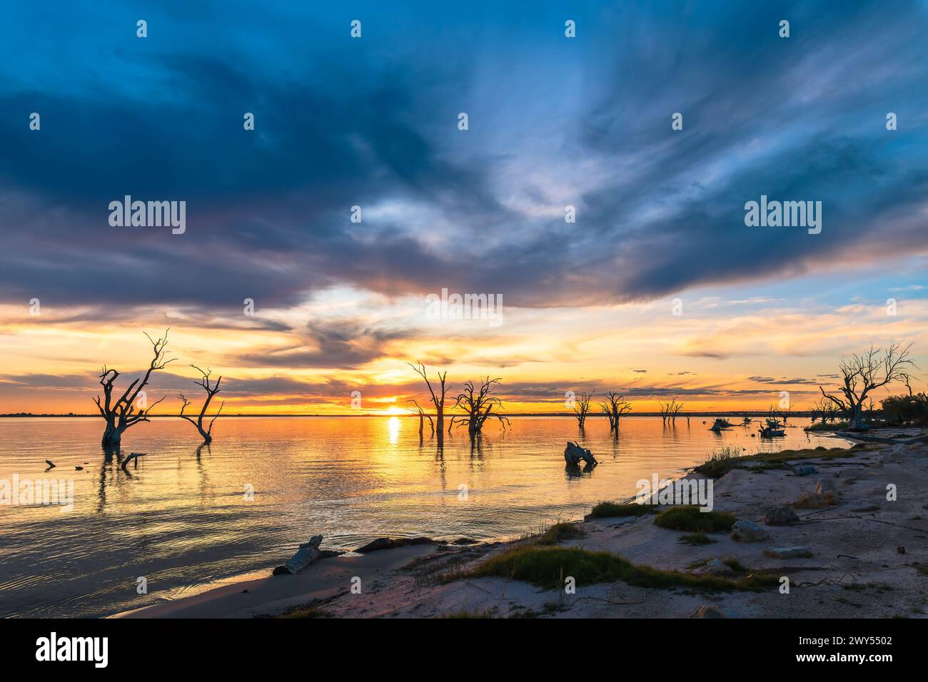 Bonney Lake shoreline with dead tree stumps in water at sunset, Barmera ...