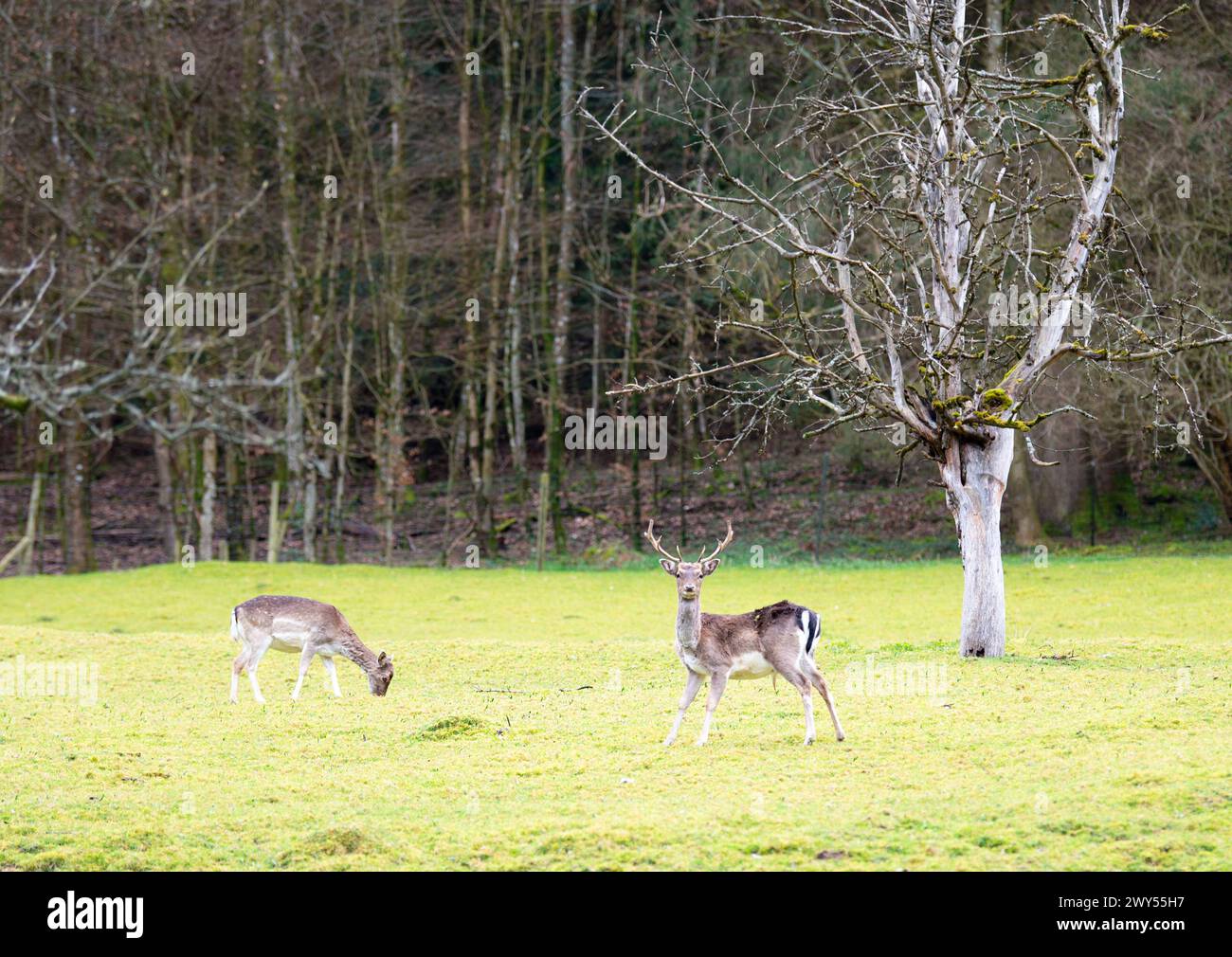 Red deer stag with antlers in spring, black forest in Germany, wildlife ...