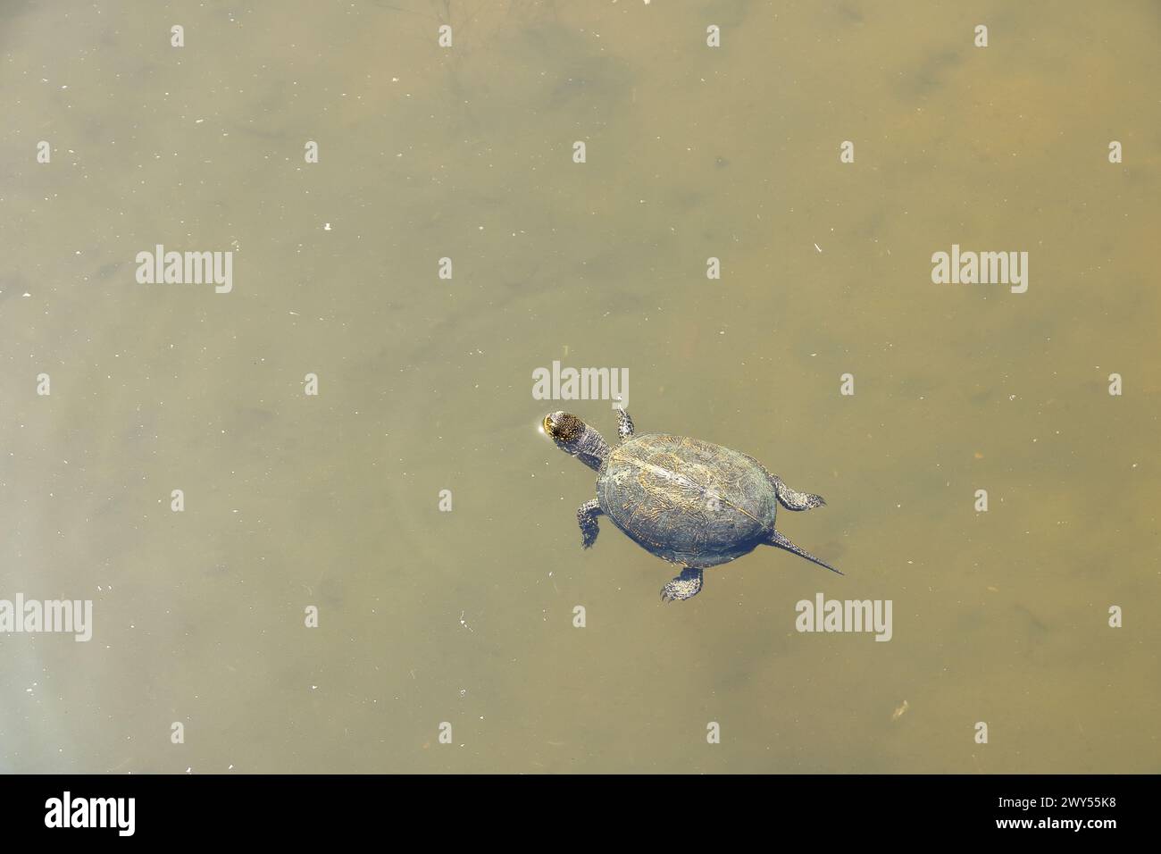 a turtle swimming in a fish pond. Green water. Summer. View from above ...