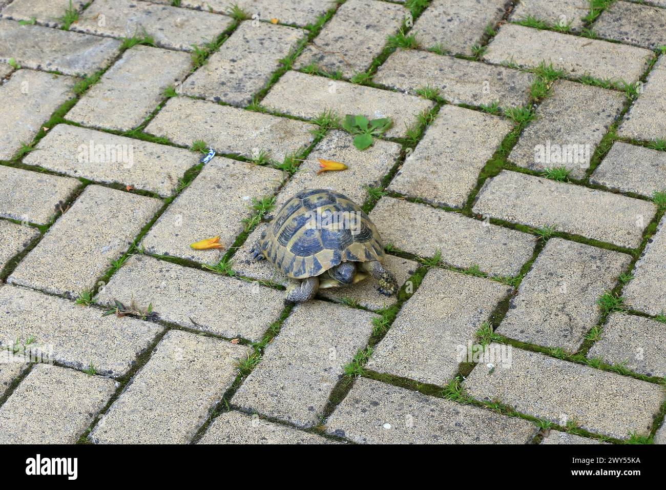 a Turtle on paving stone floor Stock Photo - Alamy