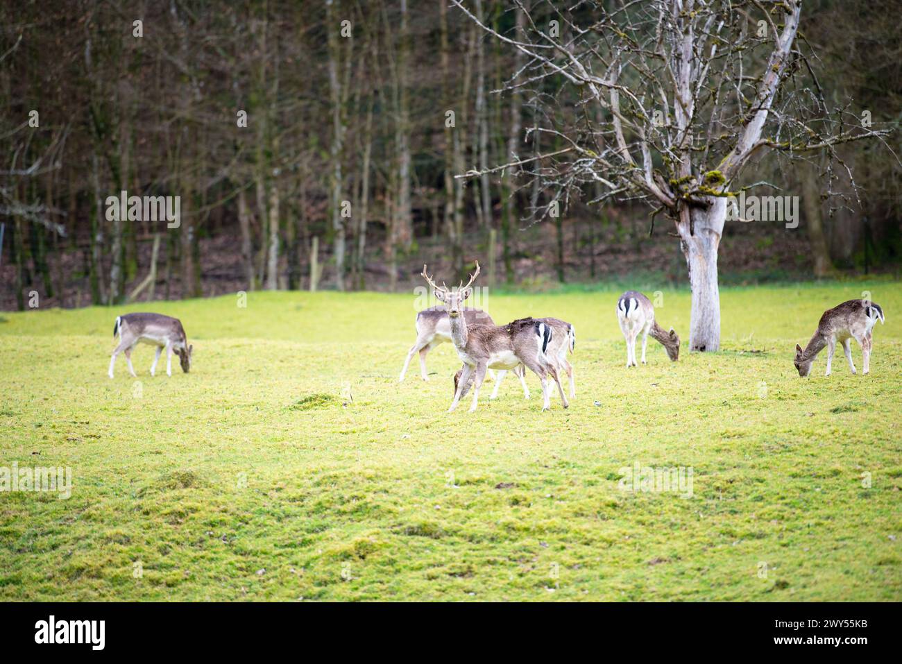 Red deer stag with antlers in spring, black forest in Germany, wildlife ...
