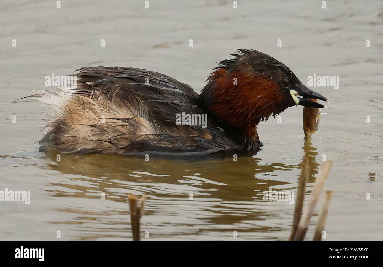 Rainham Essex, UK. 04th Apr, 2024. Little Grebe with fish in water at ...