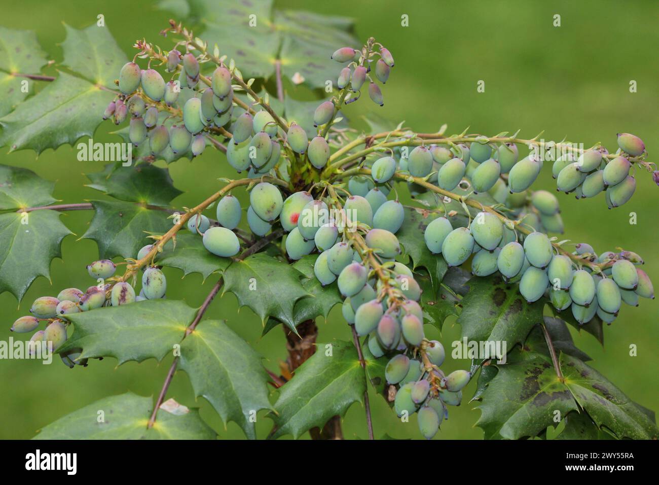 Oregon grape mahonia aquifolium hi-res stock photography and images - Alamy