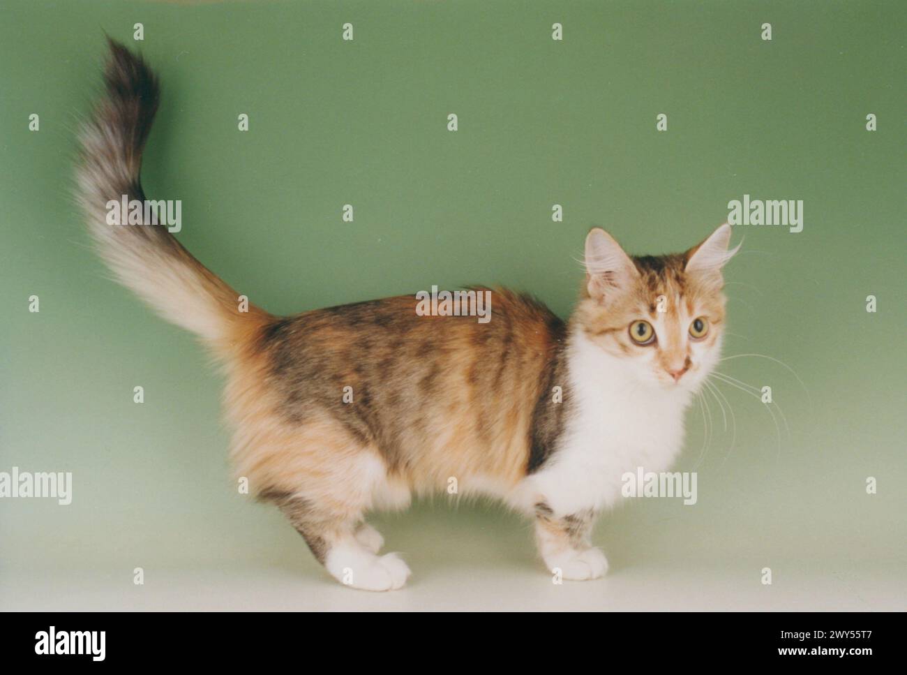 Munchkin cat breed hi-res stock photography and images - Alamy