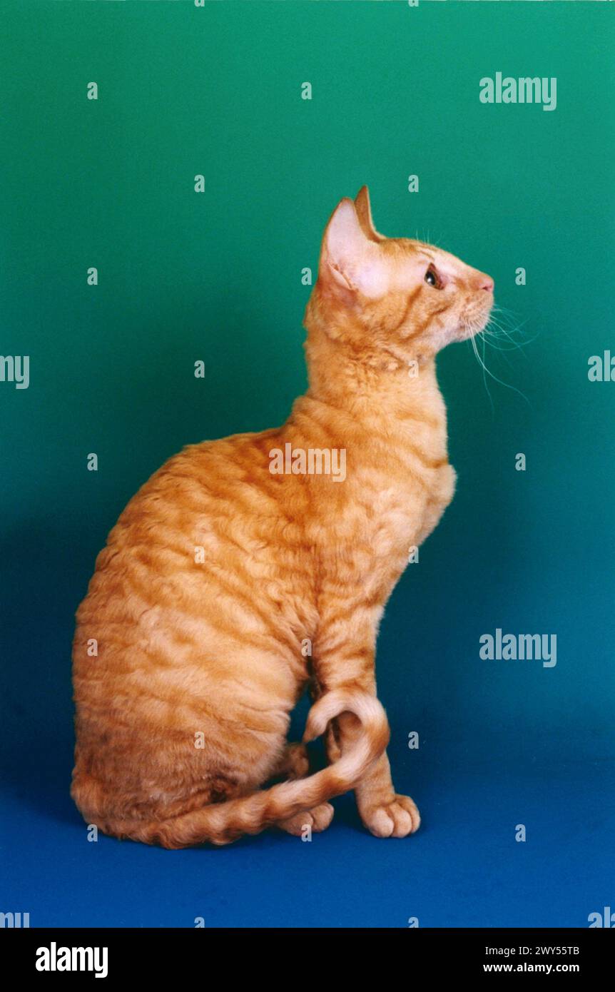 Cornish Rex Red Tabby Satup Sideways Stock Photo - Alamy