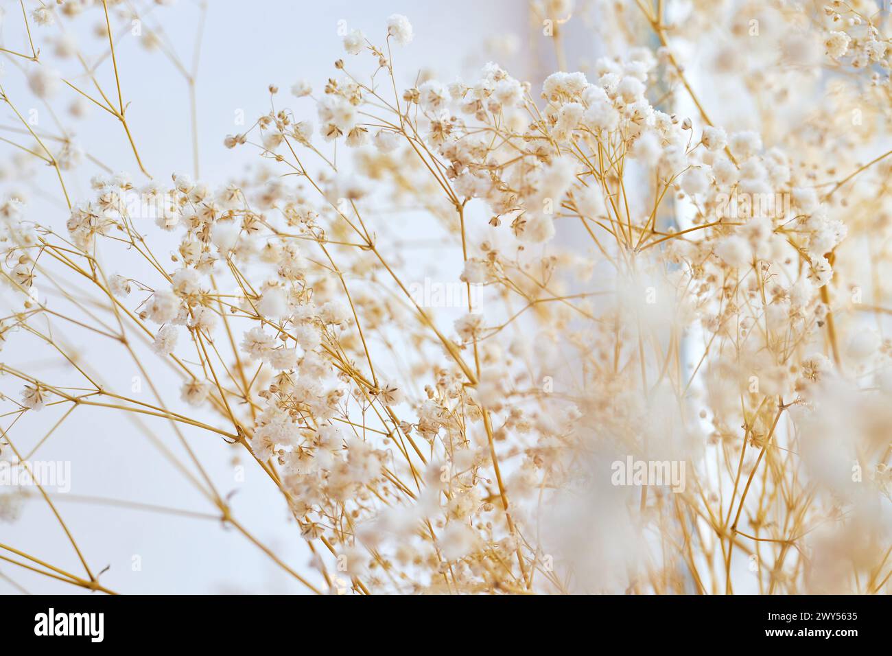 Gypsophila Baby breath flowers, light. Natural aesthetic background ...
