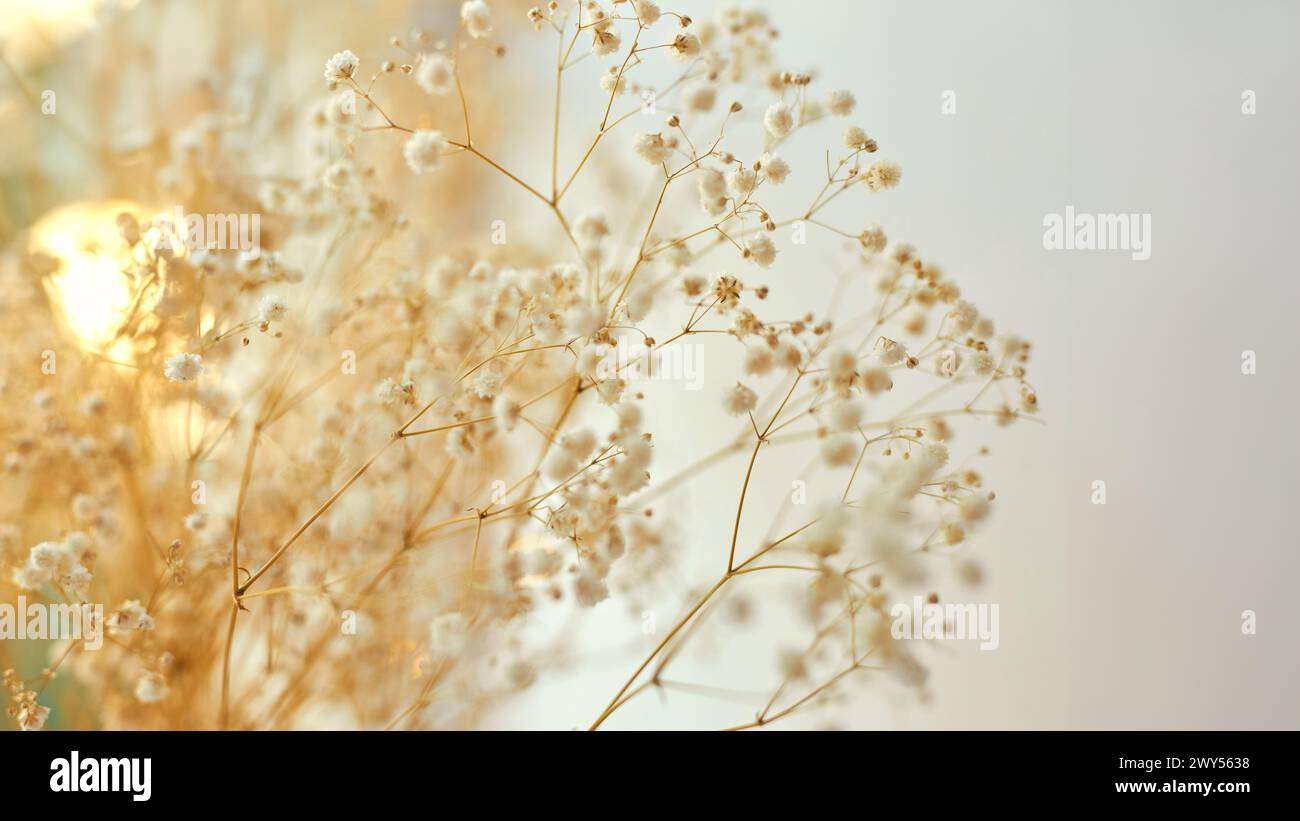 Gypsophila Baby breath flowers, light. Natural aesthetic background ...