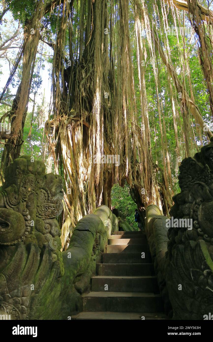 the Monkey Forest in Ubud, Bali, Indonesia Stock Photo - Alamy