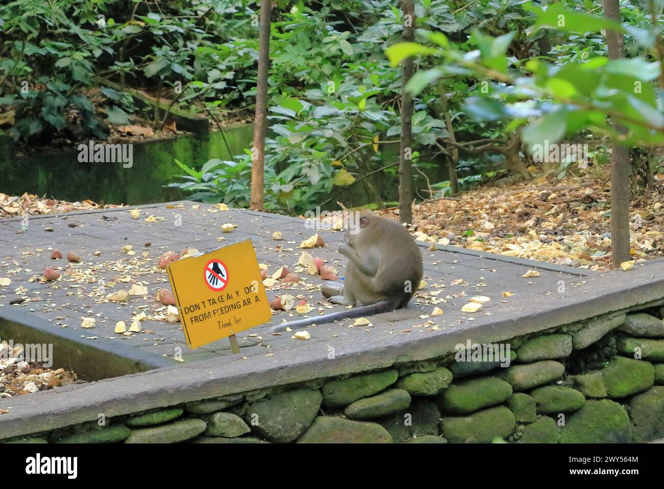 Long-tailed macaques (Macaca fascicularis) in the Sacred Monkey Forest ...