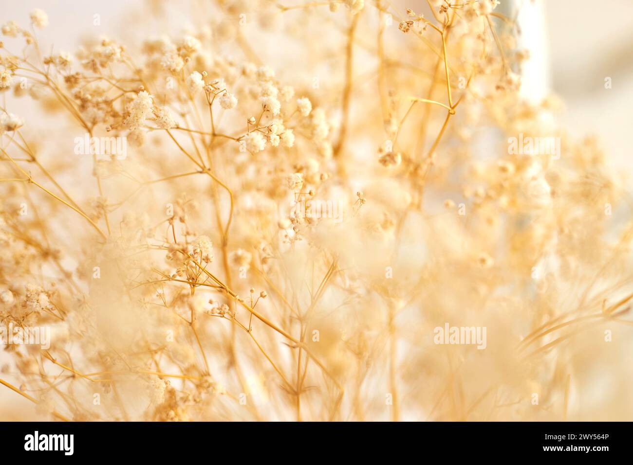 Gypsophila Baby breath flowers, light. Natural aesthetic background ...