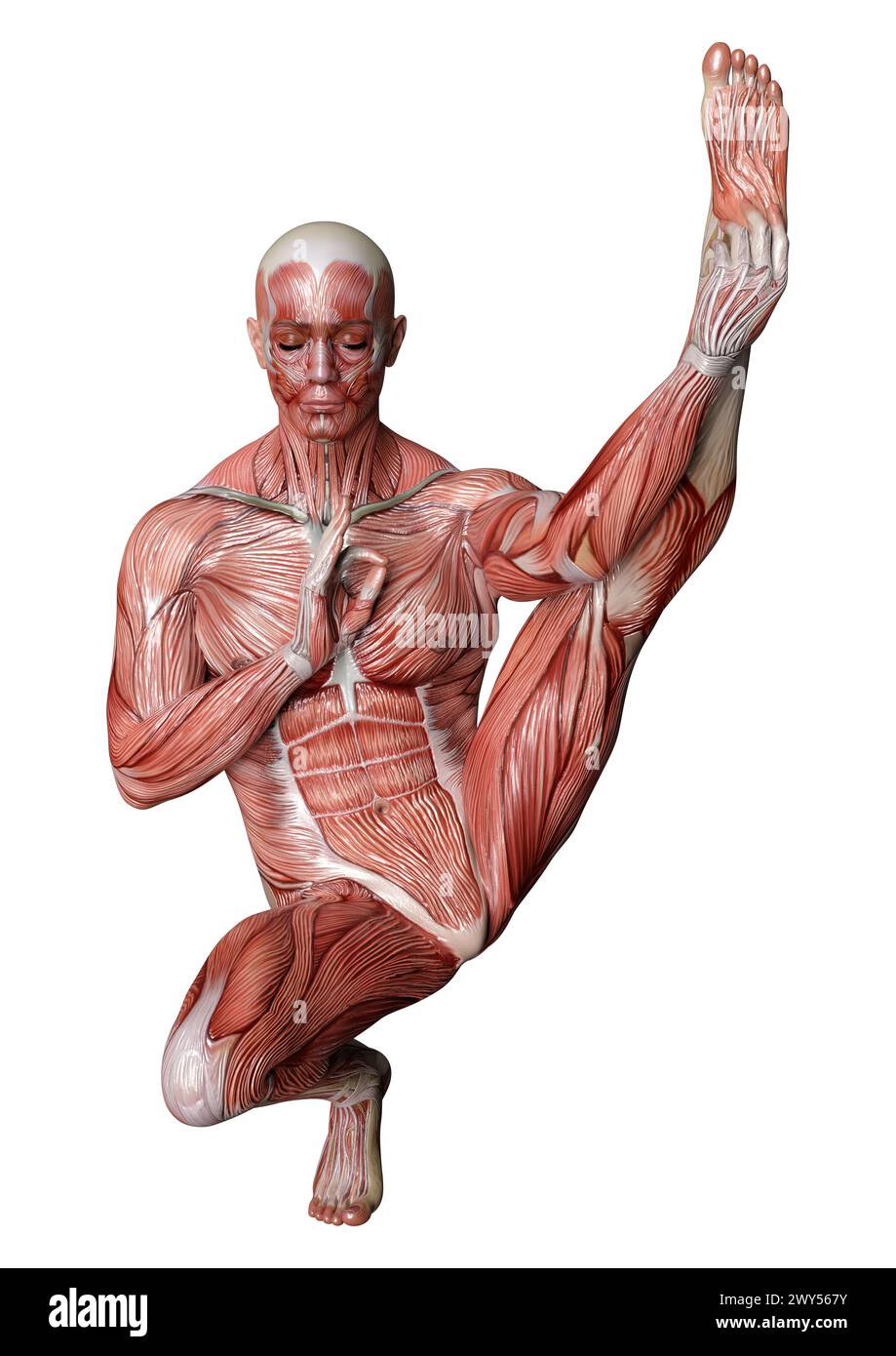3D rendering of a male figure with muscle maps isolated on white ...
