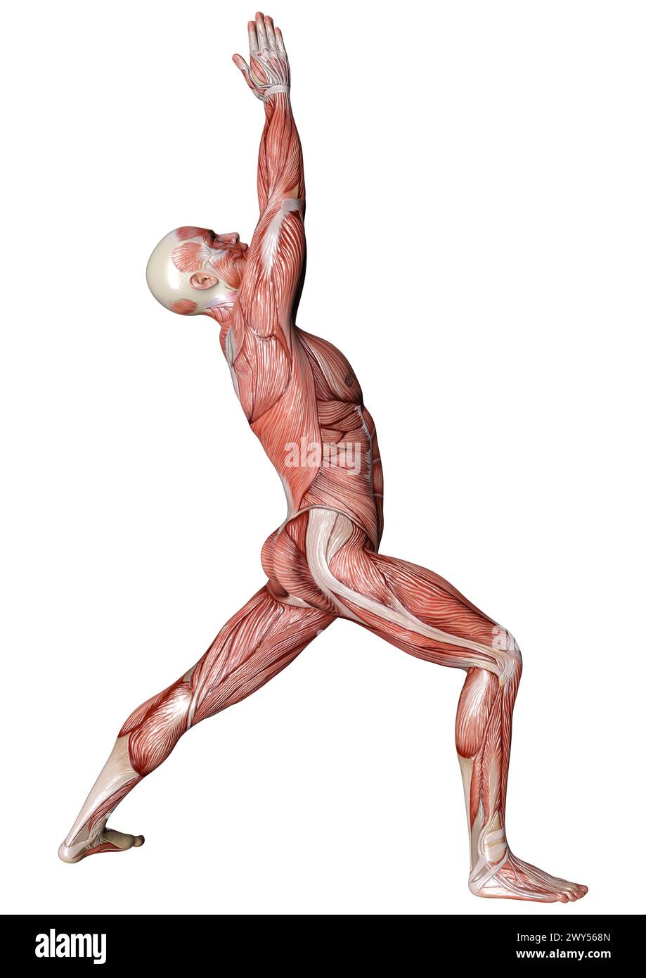 3D rendering of a male figure with muscle maps isolated on white ...