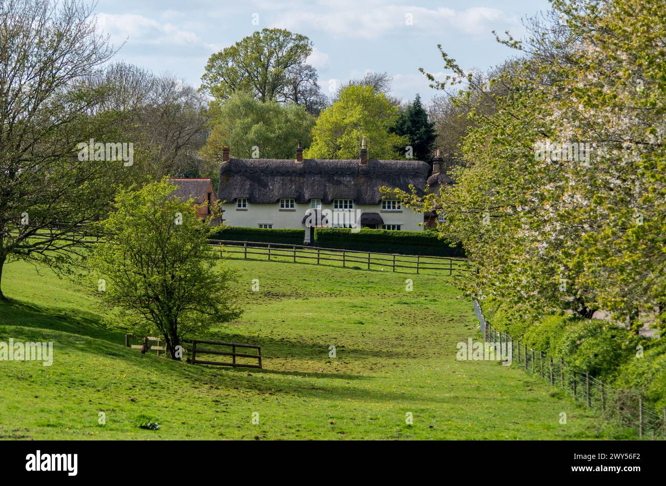 Attractive thatched cottage surrounded by fields in the village of ...