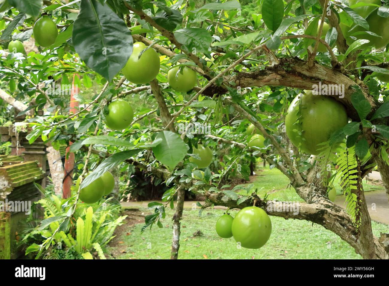 Crescentia cujete fruit, also called Calabash tree or mojo, Bali in ...