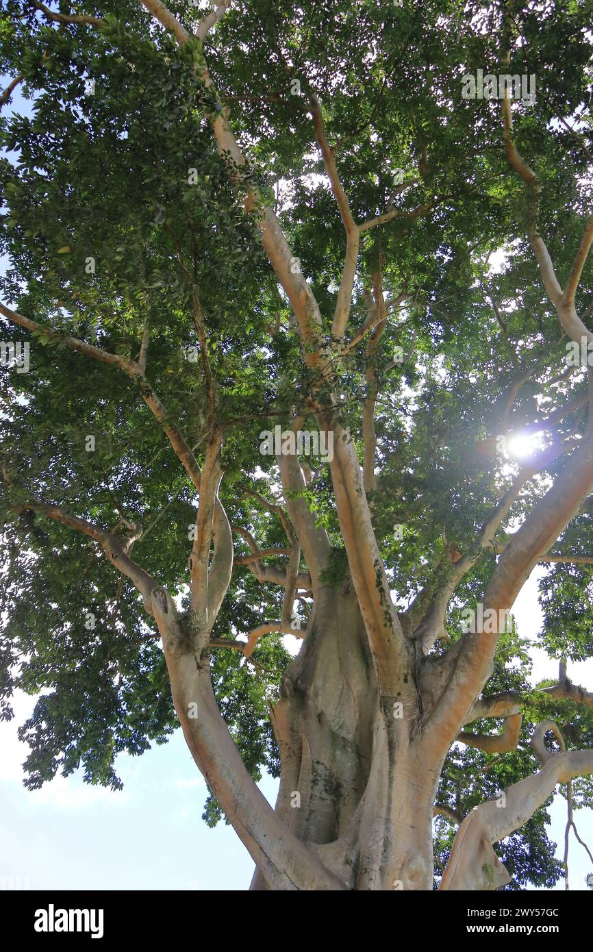 the Large Banyan ancient tree in Kayu Putih, Baru Village, Marga ...