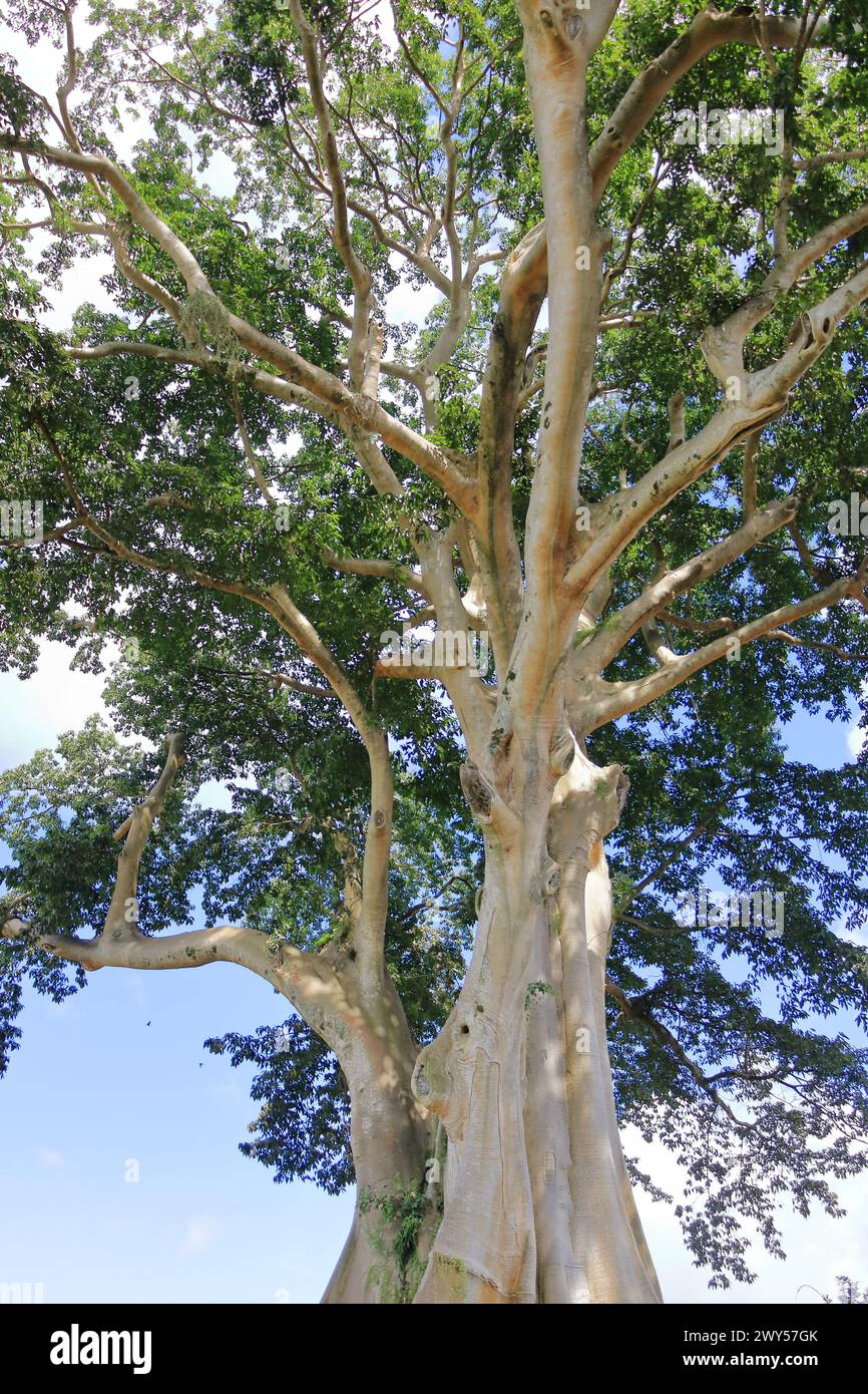 the Large Banyan ancient tree in Kayu Putih, Baru Village, Marga ...